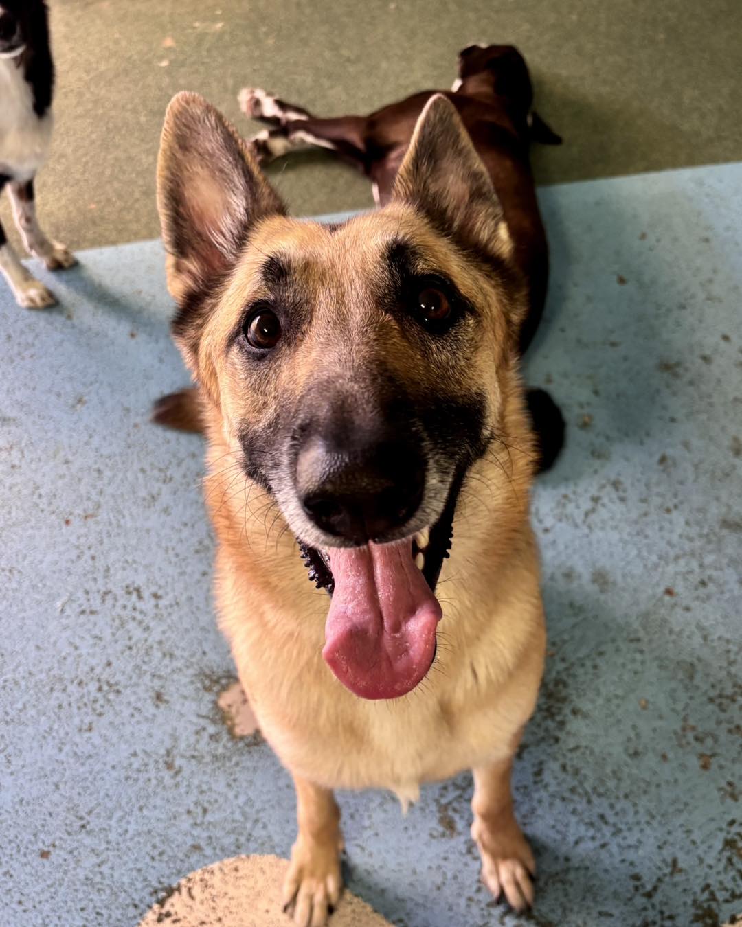 Popeye, The Brilliant, Loyal German Shepherd Looking for His Forever ...