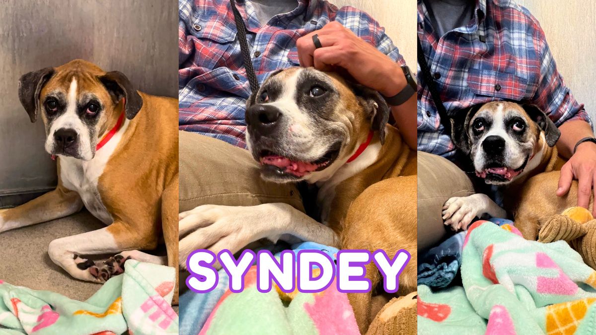 Syndey for Adoption - Rocky Kanaka