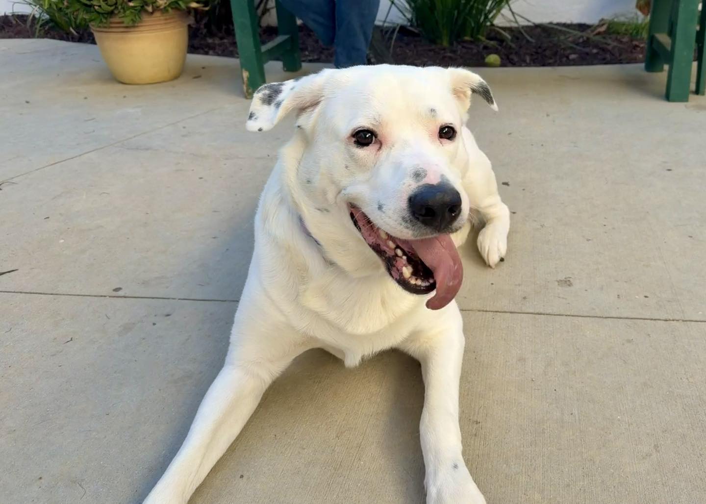 Benjamin was A Big, Beautiful Surrendered Lab Mix — Could You Be His ...