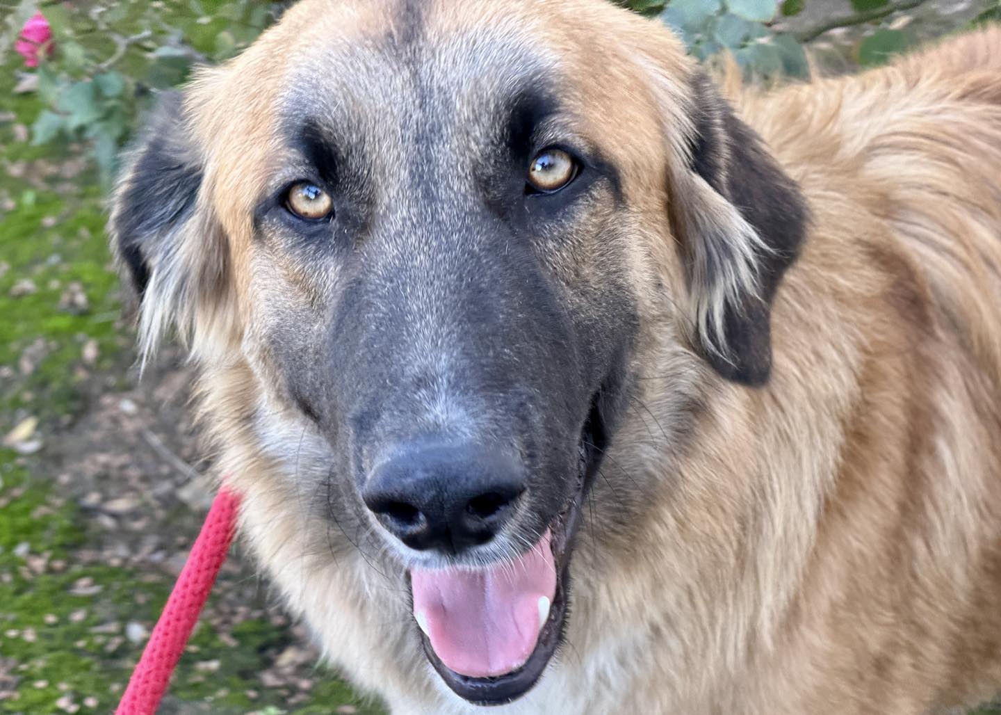 Oso Shepherd Mix Found as a Stray — Come Meet This Gentle Heart Today ...