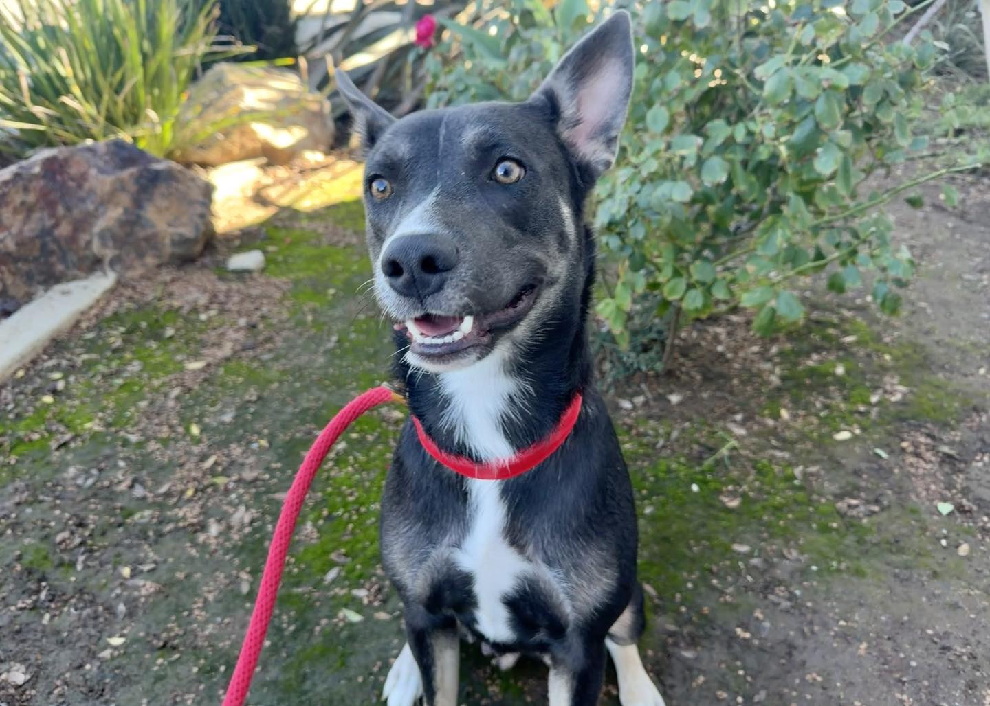 Riley Cattle Dog/Husky Mix Found as a Stray — Come Meet This Sweet Girl ...