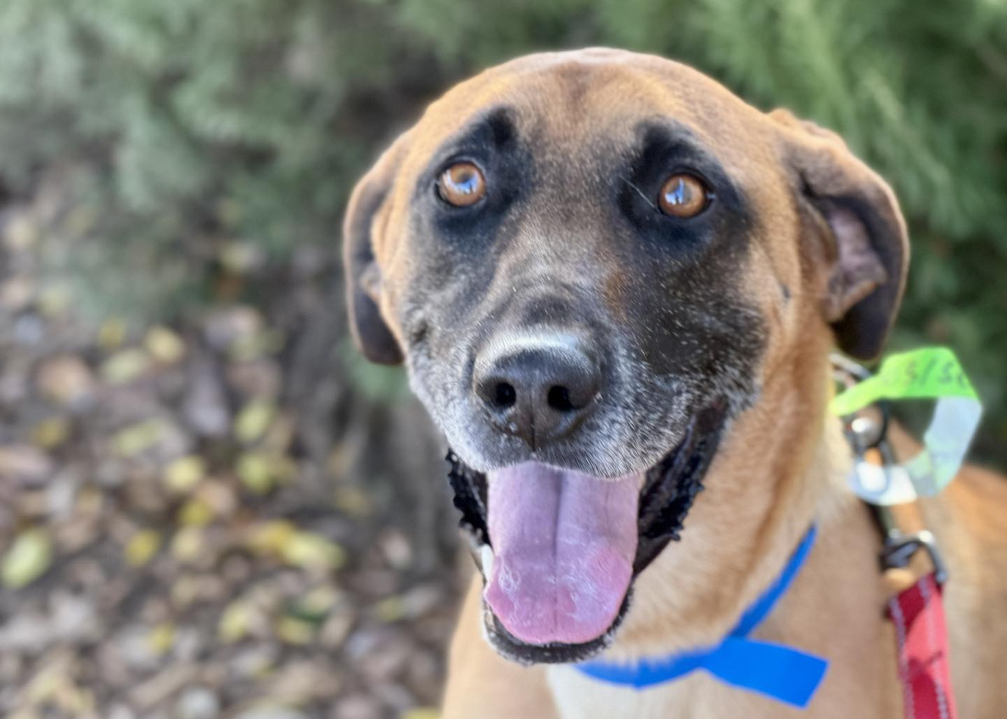 Ross, The Sniffari-Loving Hound Mix Ready for Adventure & Cuddles ...