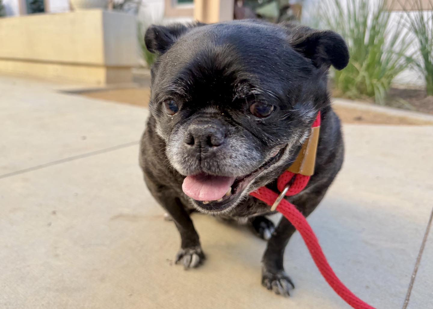 Sofia the Sweet Pug Found as a Stray — Come Meet This Senior Cuddle Bug ...
