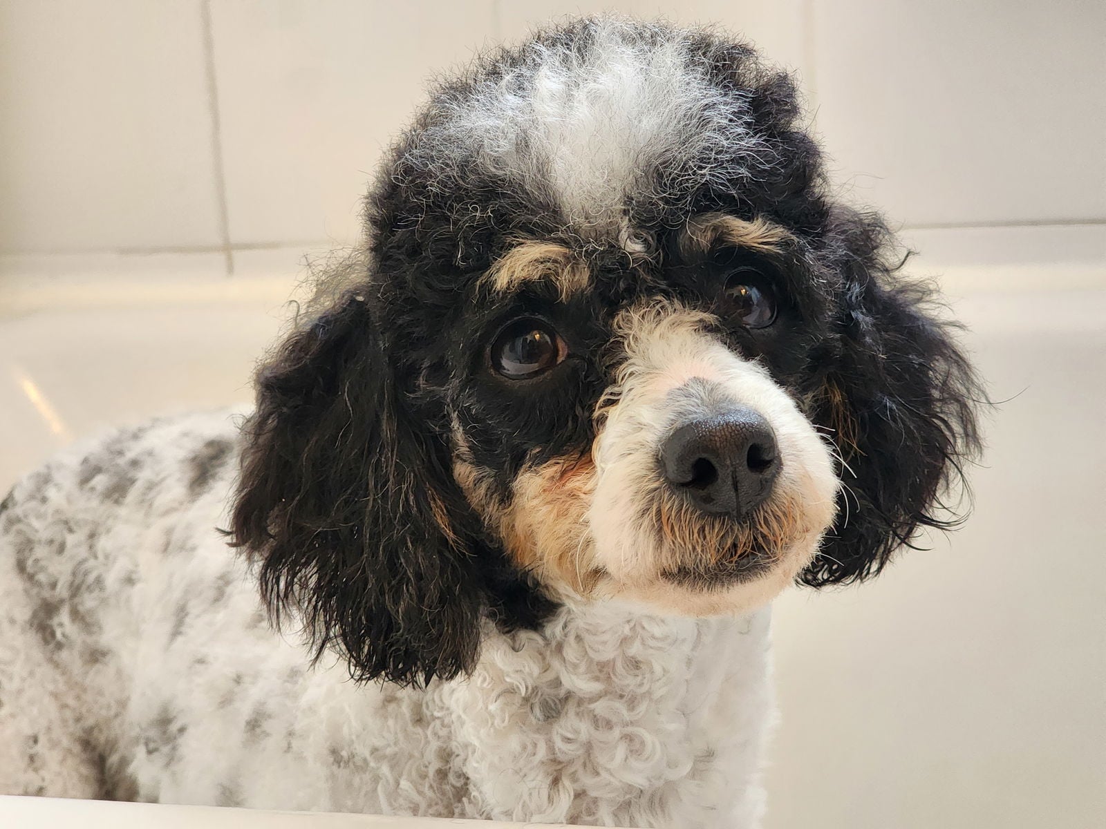 Rigel, A Miniature Poodle Mix is a Loyal Little Shadow Searching for ...