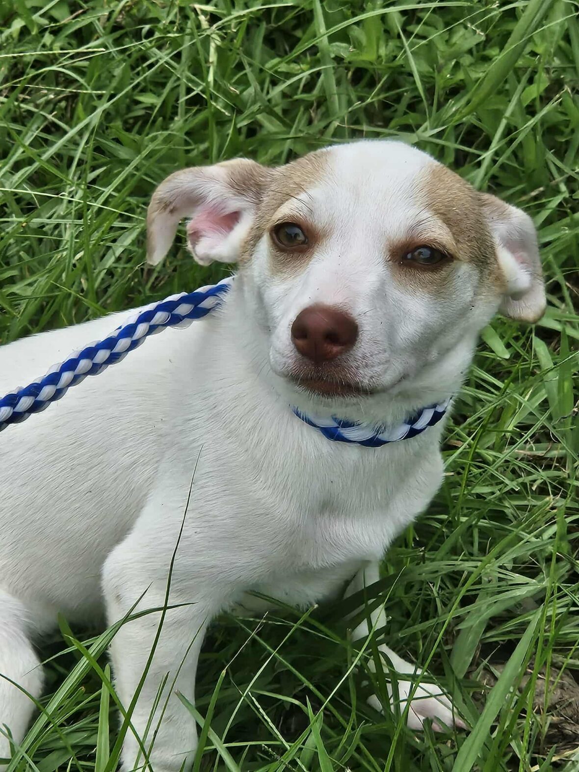 Hatti Havana, Chihuahua Mix Pup with a Comedic Flair— Could you be her ...