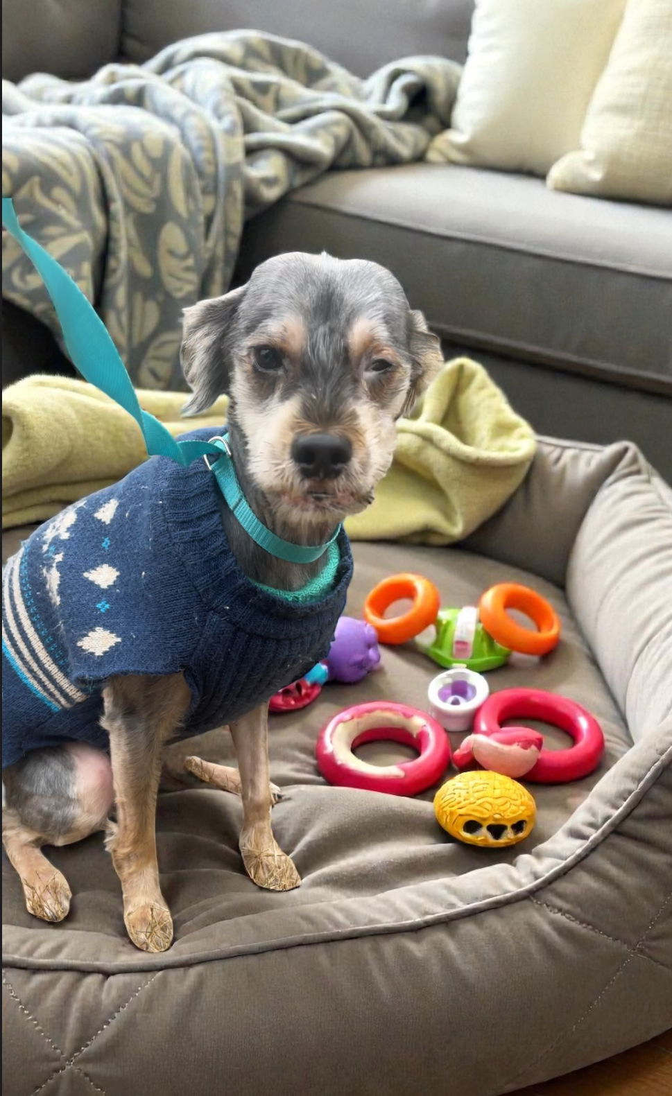 Charlie, A Terrier Mix was Neglected for Months is Now Ready for Foster ...
