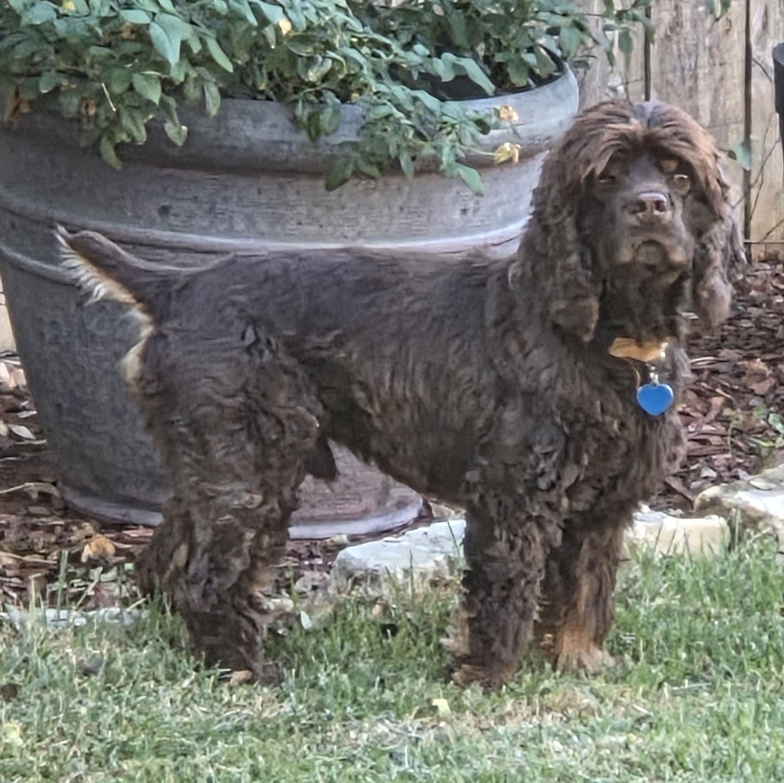 Hayden the Cocker Spaniel Is Adorable, Energetic, and Ready for a ...