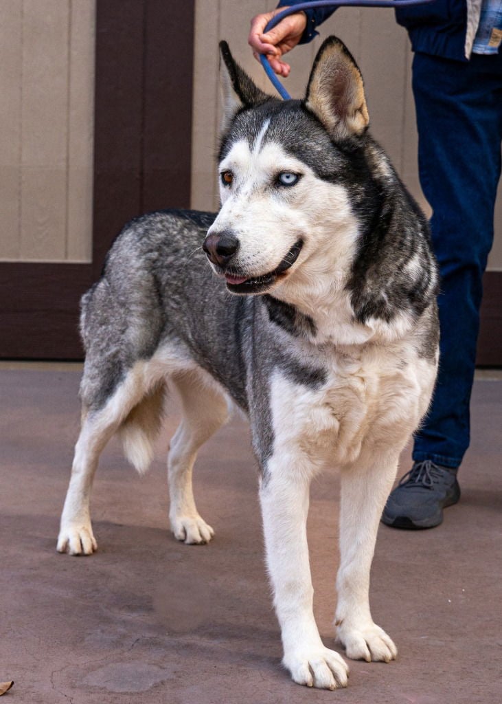 Kiera, The Abandoned Husky Mix at a Mechanic's Lot Looking for Her ...
