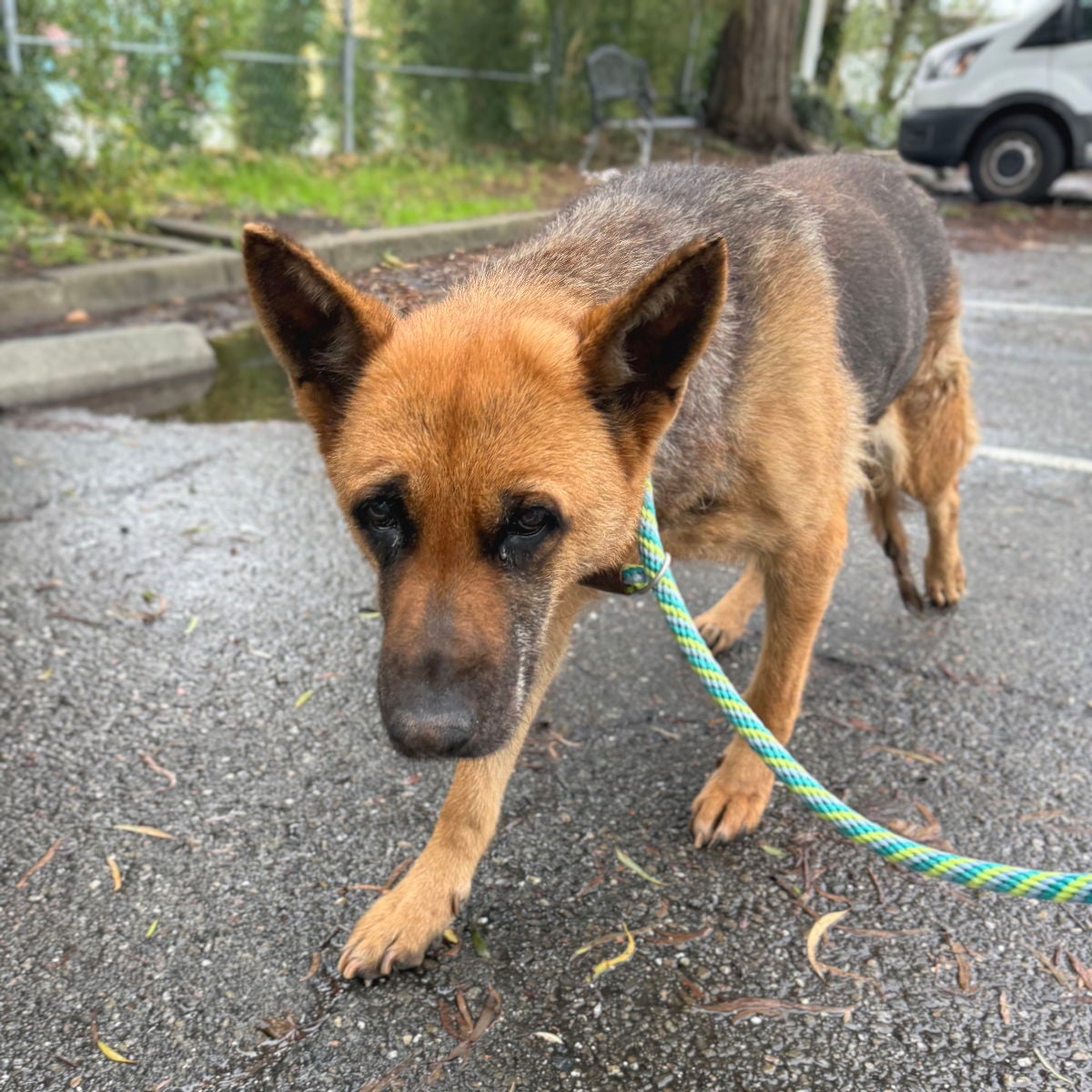 Evangeline German Shepherd Mix a Sweet Soulful Senior Ready for a Calm ...