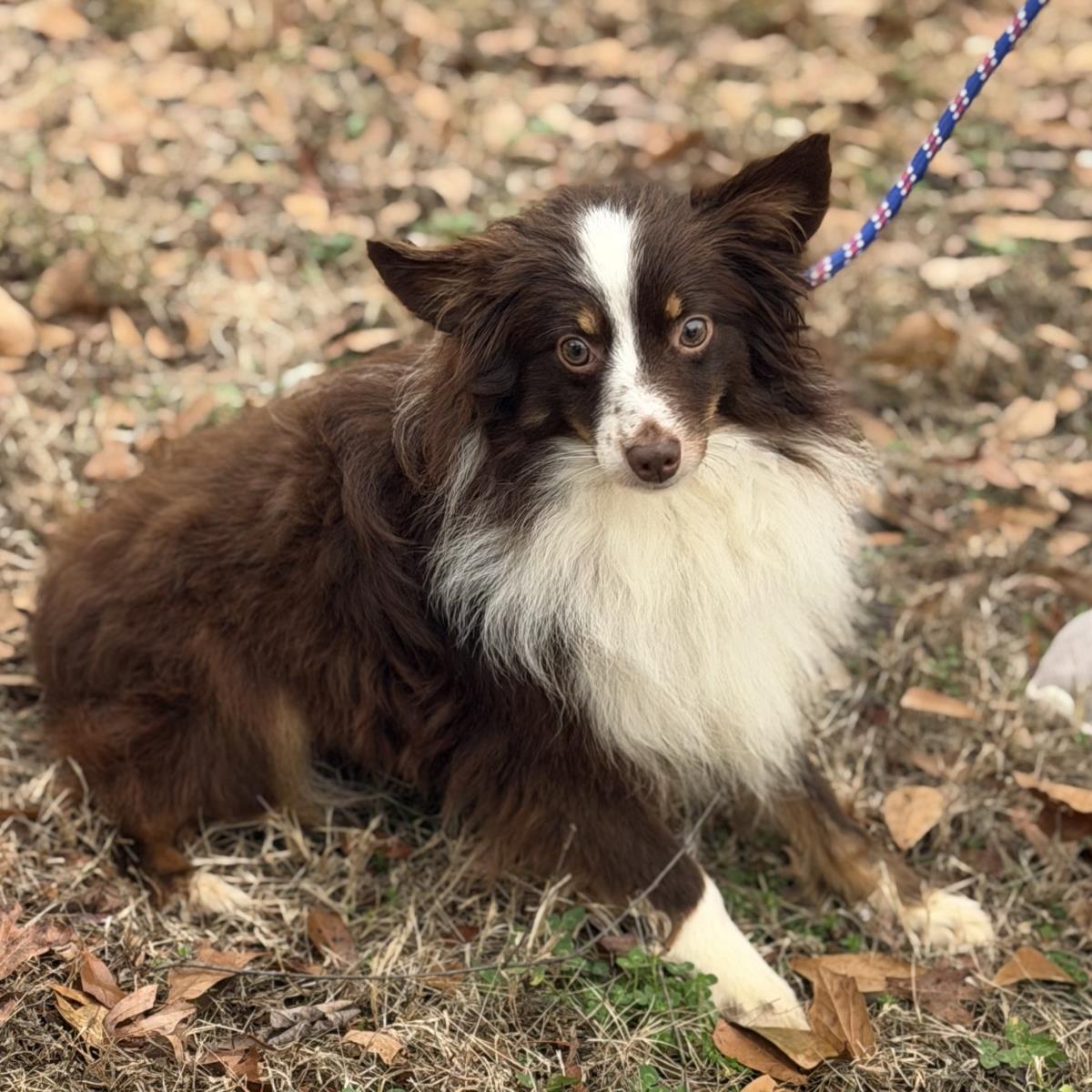 Henry, The Sweet and Calm Mini Aussie Mix Looking for a Loving Forever ...