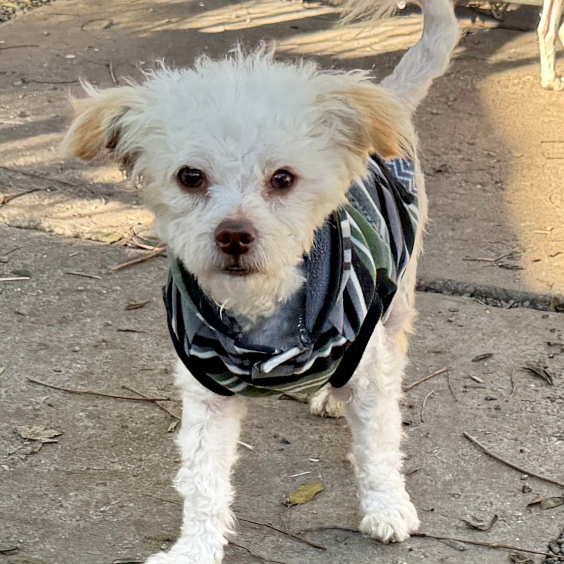 Spencer the Sheep-Like Pup, Calm and Curious Companion Looking for a ...