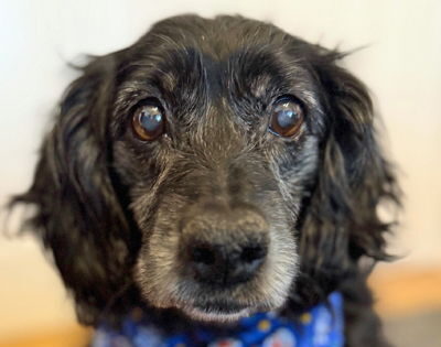 This 12-Year-Old Cocker Spaniel Senior Lost Her Home—Now Mollie Is ...