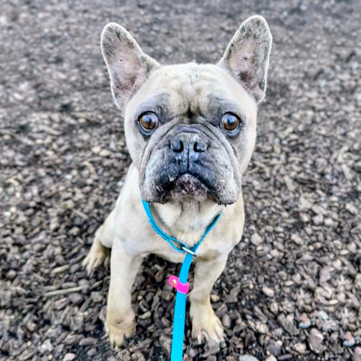 Cardigan the French Bulldog Mix, Polite Gentleman Looking for a Loving ...