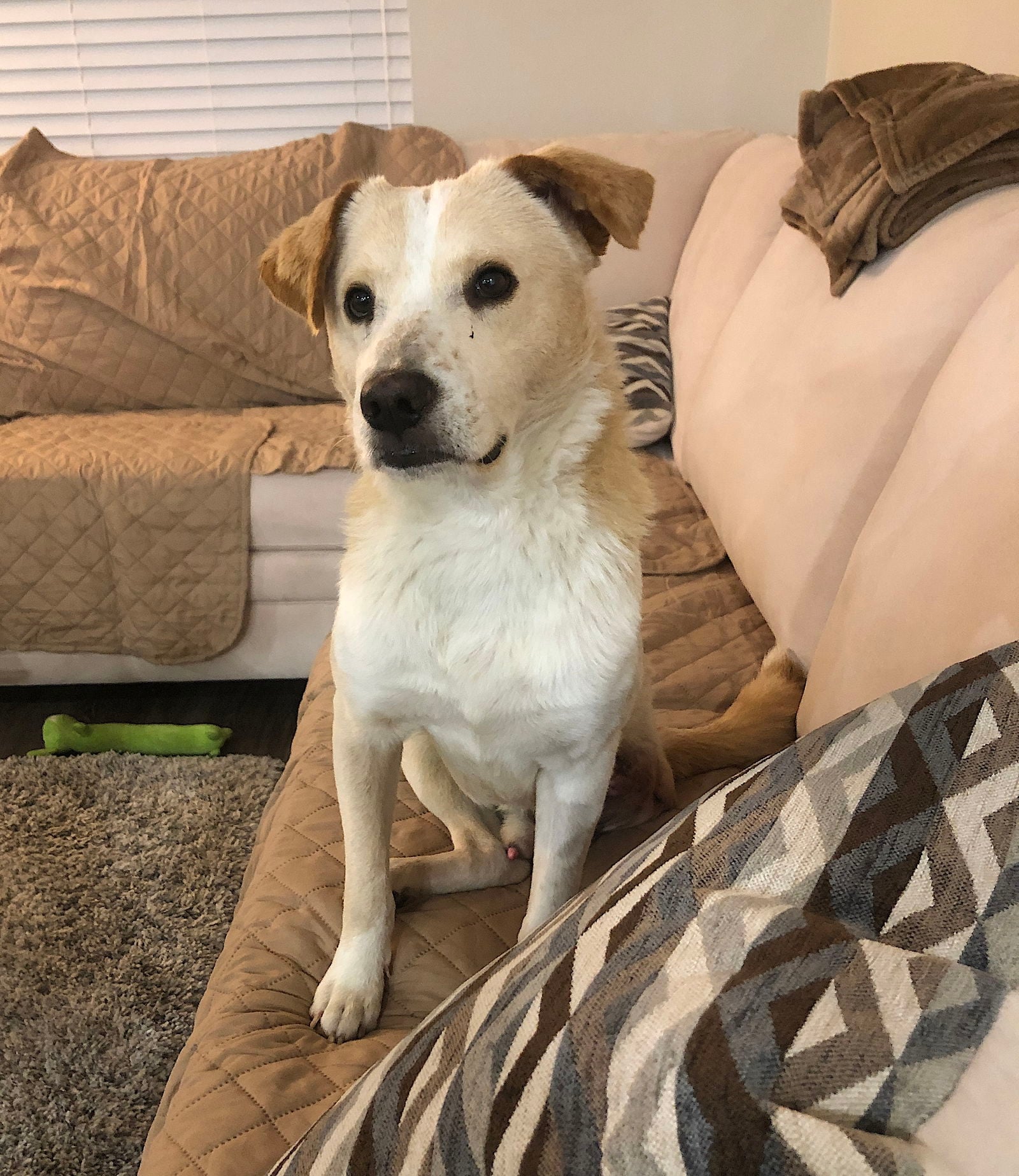 JuJu, The Loyal Three-Legged Mixed Breed—Could You Be His Calm Forever ...