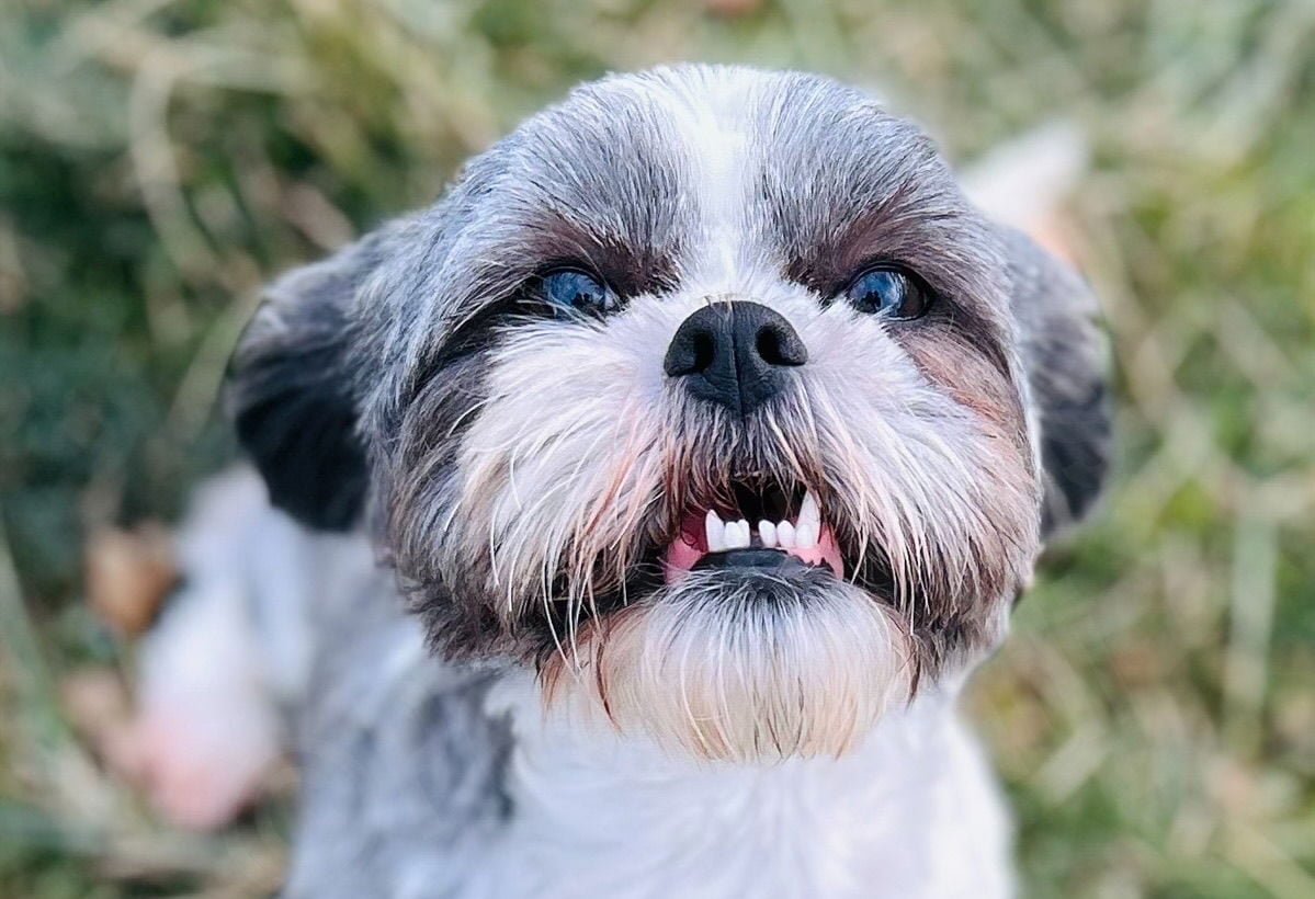 Molly, Shih Tzu Mix, A Social Pup Who Needs a Forever Adventure Buddy ...