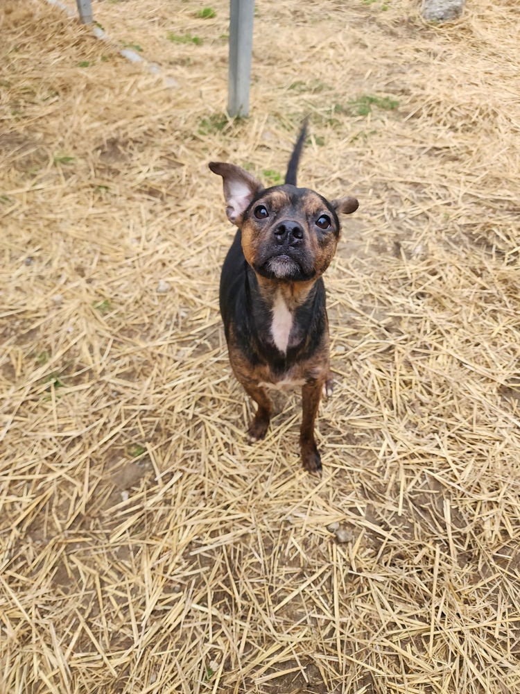 Samuel, Boston Terrier Mix — Sweet, Affectionate Love Bug Looking for a ...