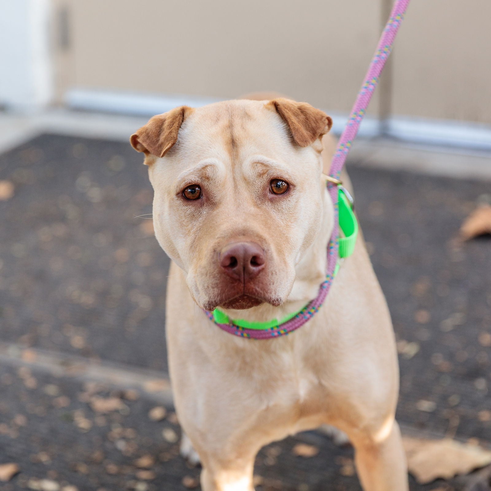 Guera the Shar-Pei/Pit Mix Is Quietly Stealing Hearts in the Shelter ...