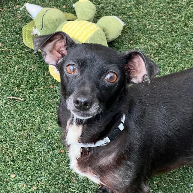 Juliet, A Chihuahua Mix is a Rescued Mama Along an Abandoned Road Ready ...