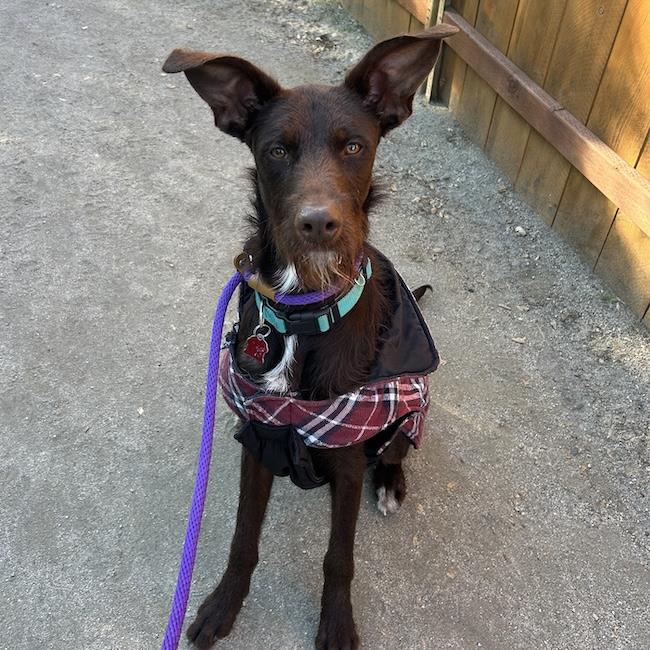 Kern, An Energetic Young German Shorthaired Pointer Mix Pup Searching ...