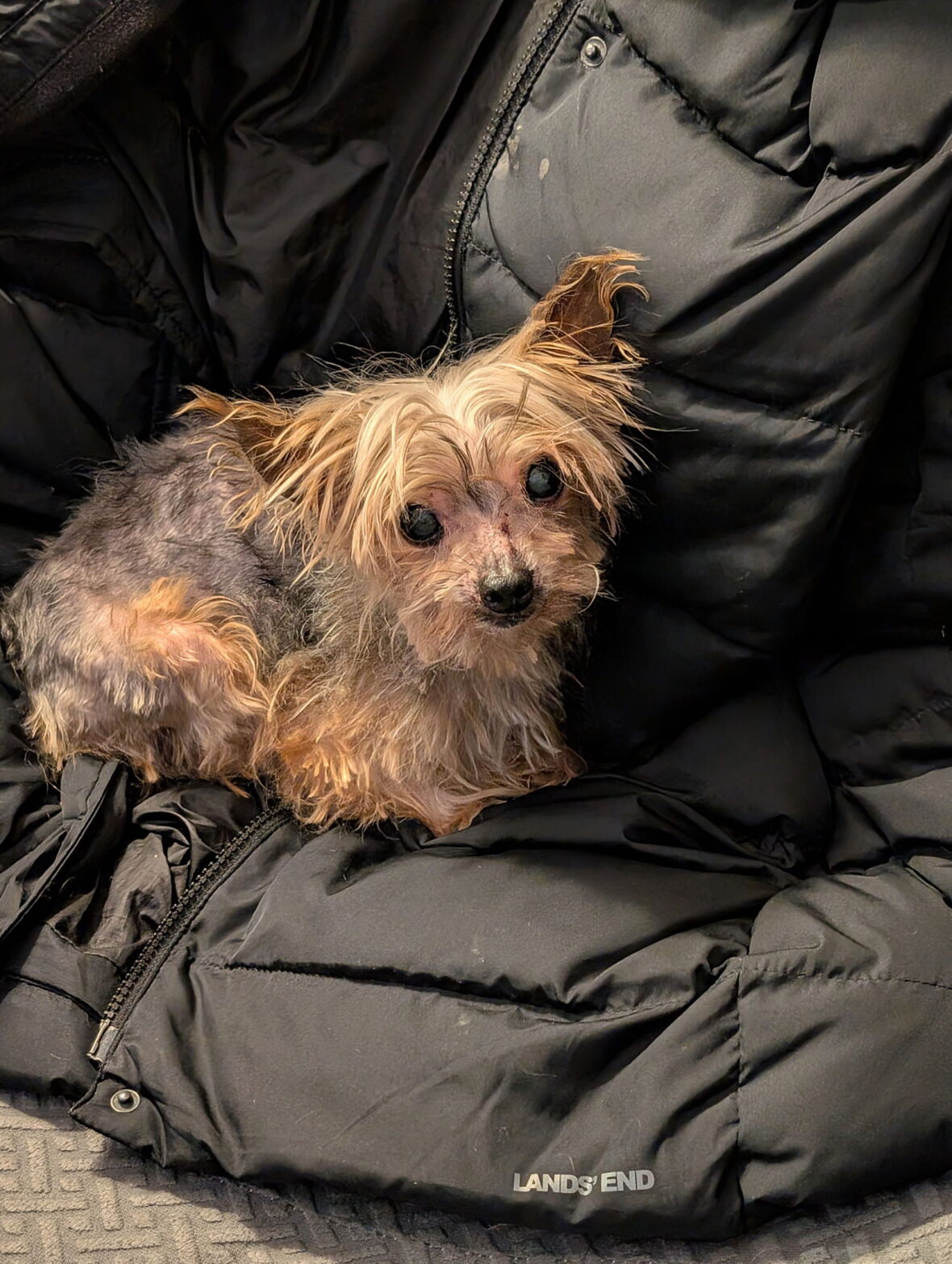 Fritz the Yorkie, Senior Gentleman Seeking a Calm and Loving Lap—Could ...