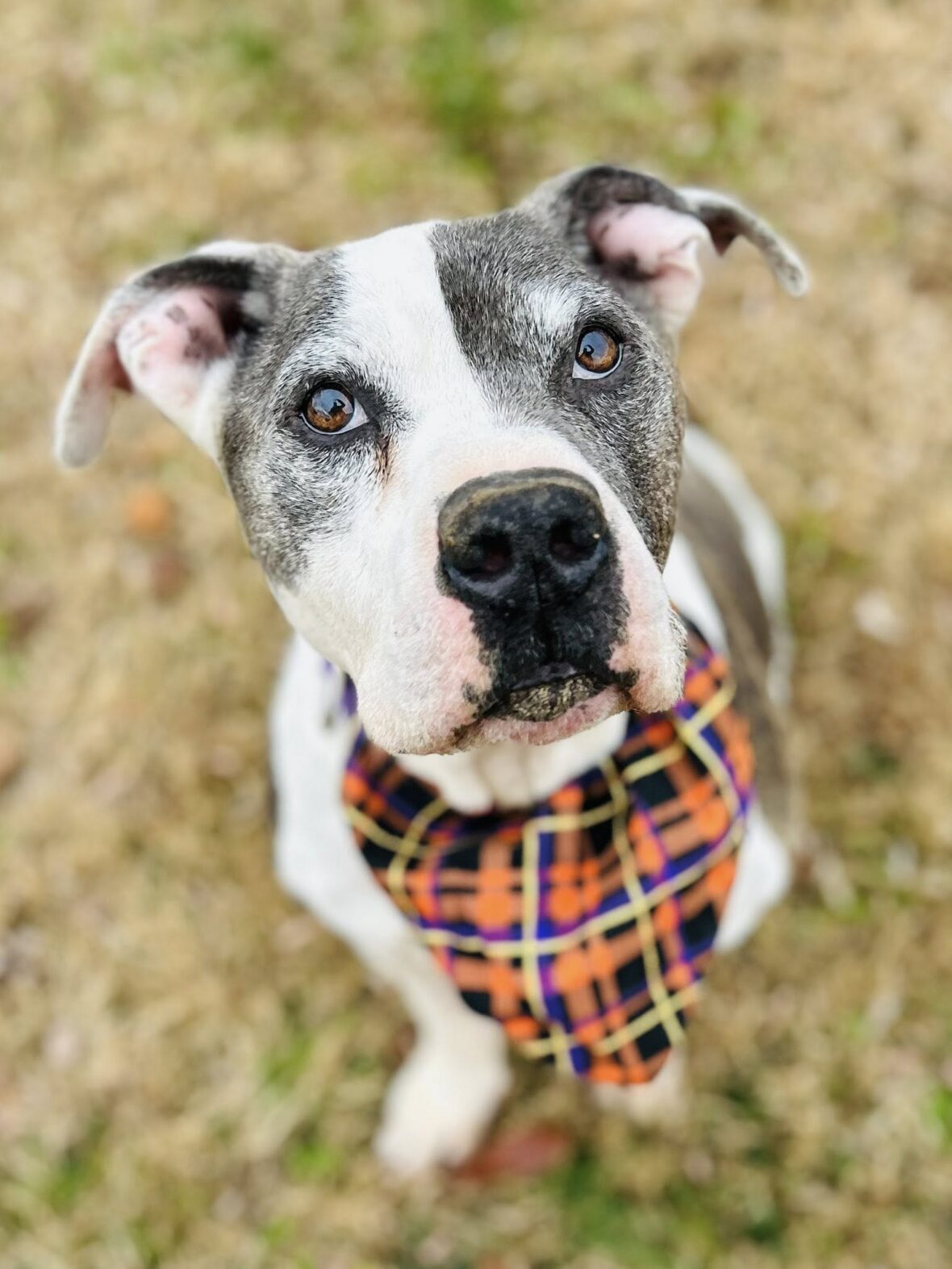TJ, Pittie Mix, The Biggest Cuddle Bug is Searching for His Forever ...