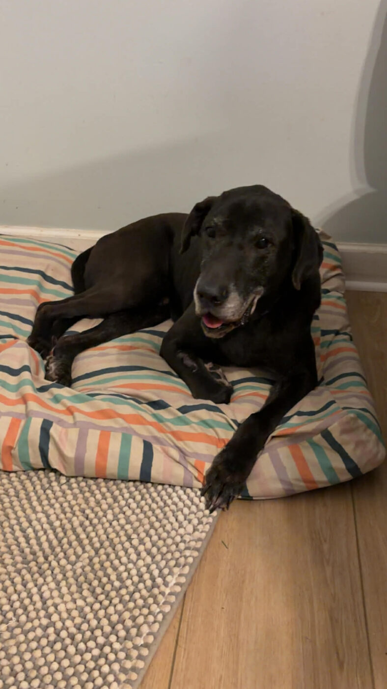 Rueben — Senior Lab/Dane Mix Sweet Boy Ready for a Forever Home - Rocky ...