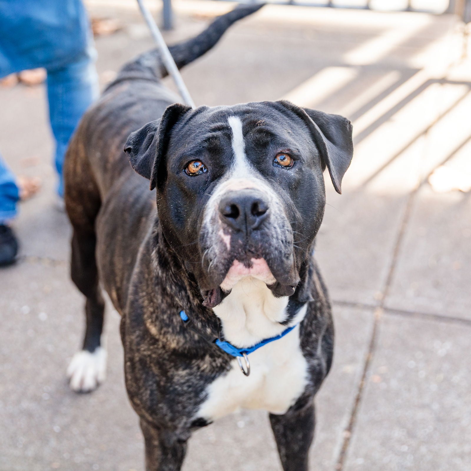 Serene, Pit Bull Terrier Mix, A Playful Sweetheart Ready to Be Your ...