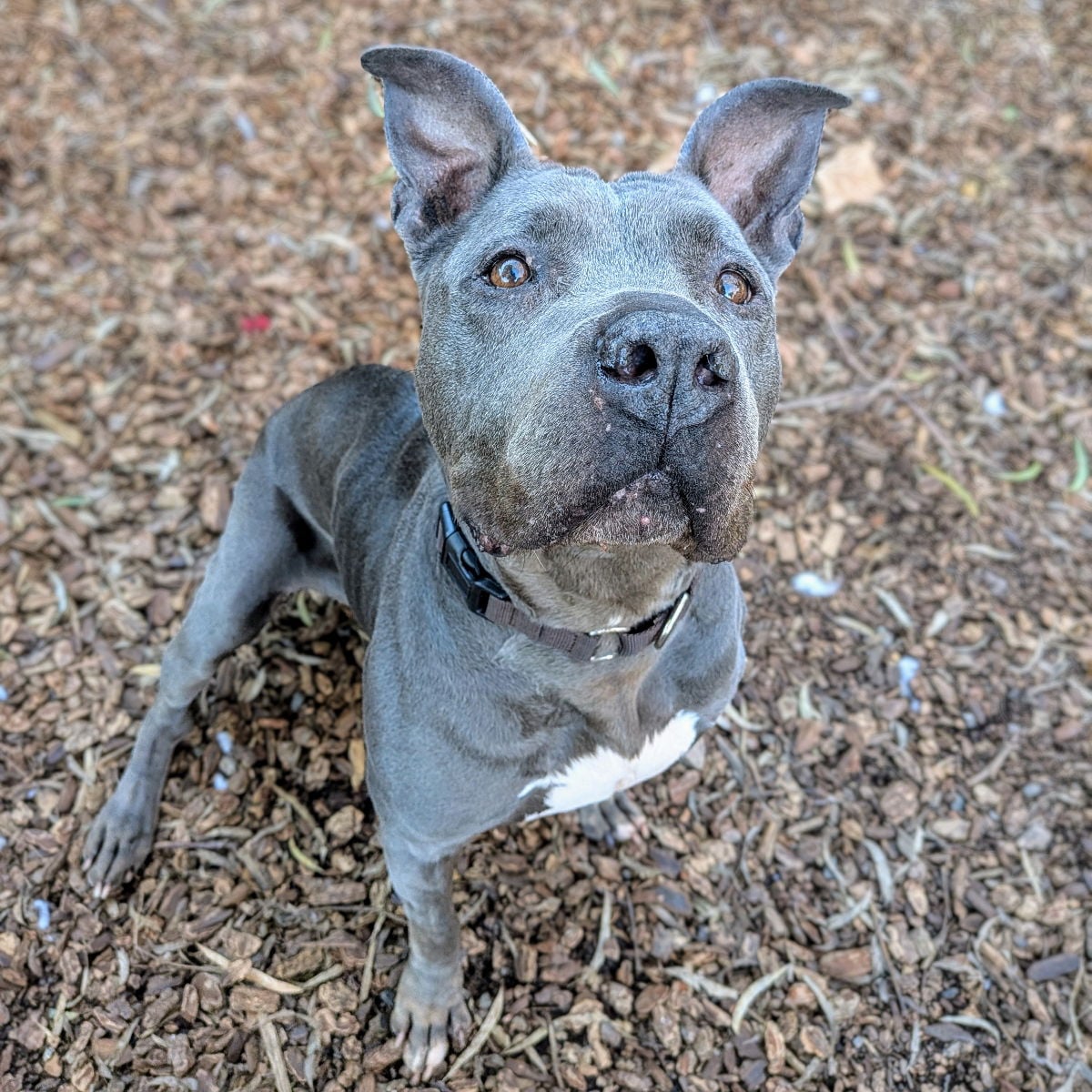 Helene the Pit Bull Terrier, Joyful Senior Looking for a Loving Forever ...