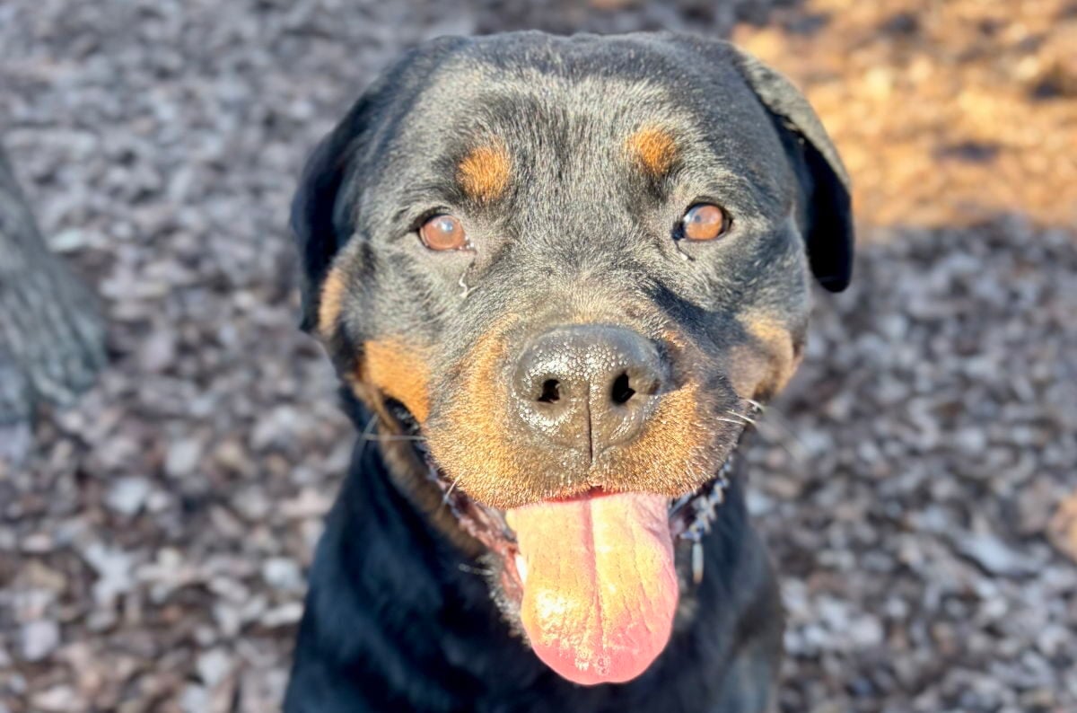 Barcelona the Rottweiler Mix, Mild-Mannered Explorer Looking for a ...