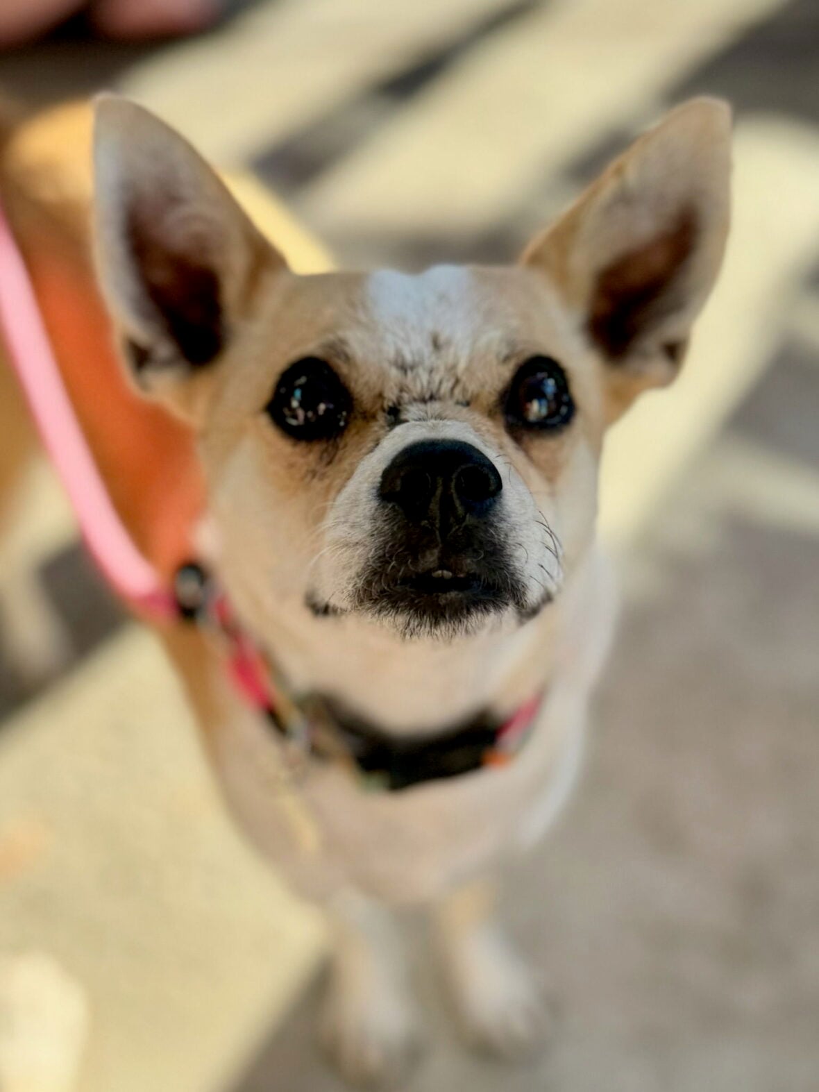 Maggie (aka Boogs), Spunky and Lovable Young Pup Looking for Her ...