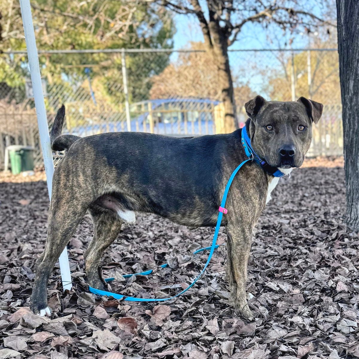 Benetton Pit Bull Terrier Mix Calm, Polite Young Dog Ready for a ...