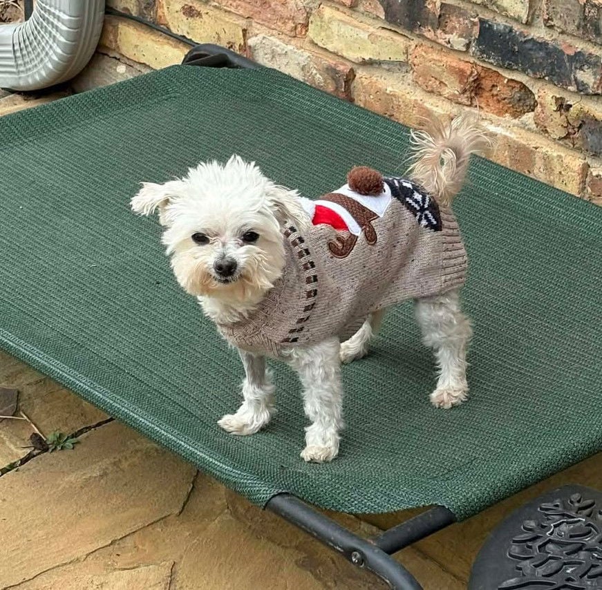 Poki TX – A Tiny Senior Maltese Who Deserves a Safe, Loving Home ...