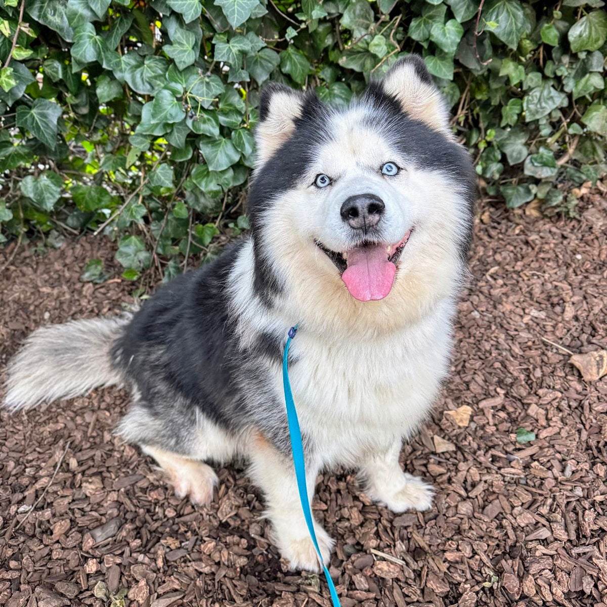 Dolphin the Alaskan Malamute—Fluffy, Chill, and Full of Independent ...