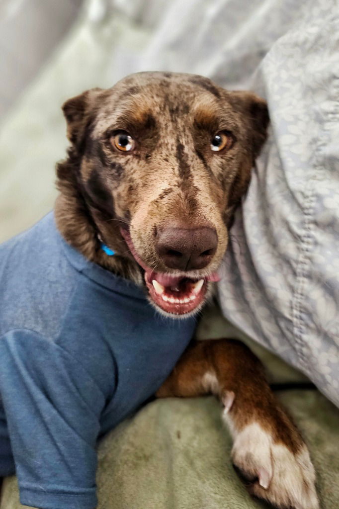 Lucy, A Cattle Dog Mix with a Stunning Red Merle Coat is Ready to be ...