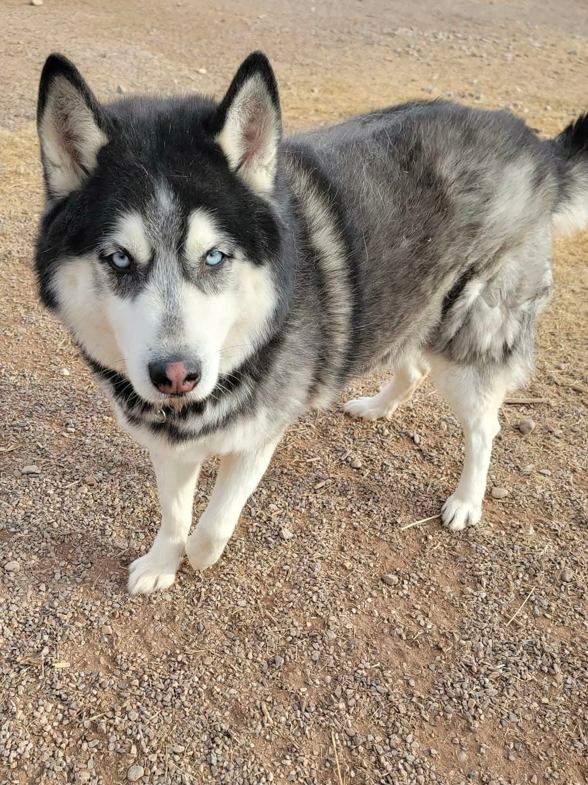 Austin, Husky Mix is A Blue Eyed Affectionate Companion Searching for ...