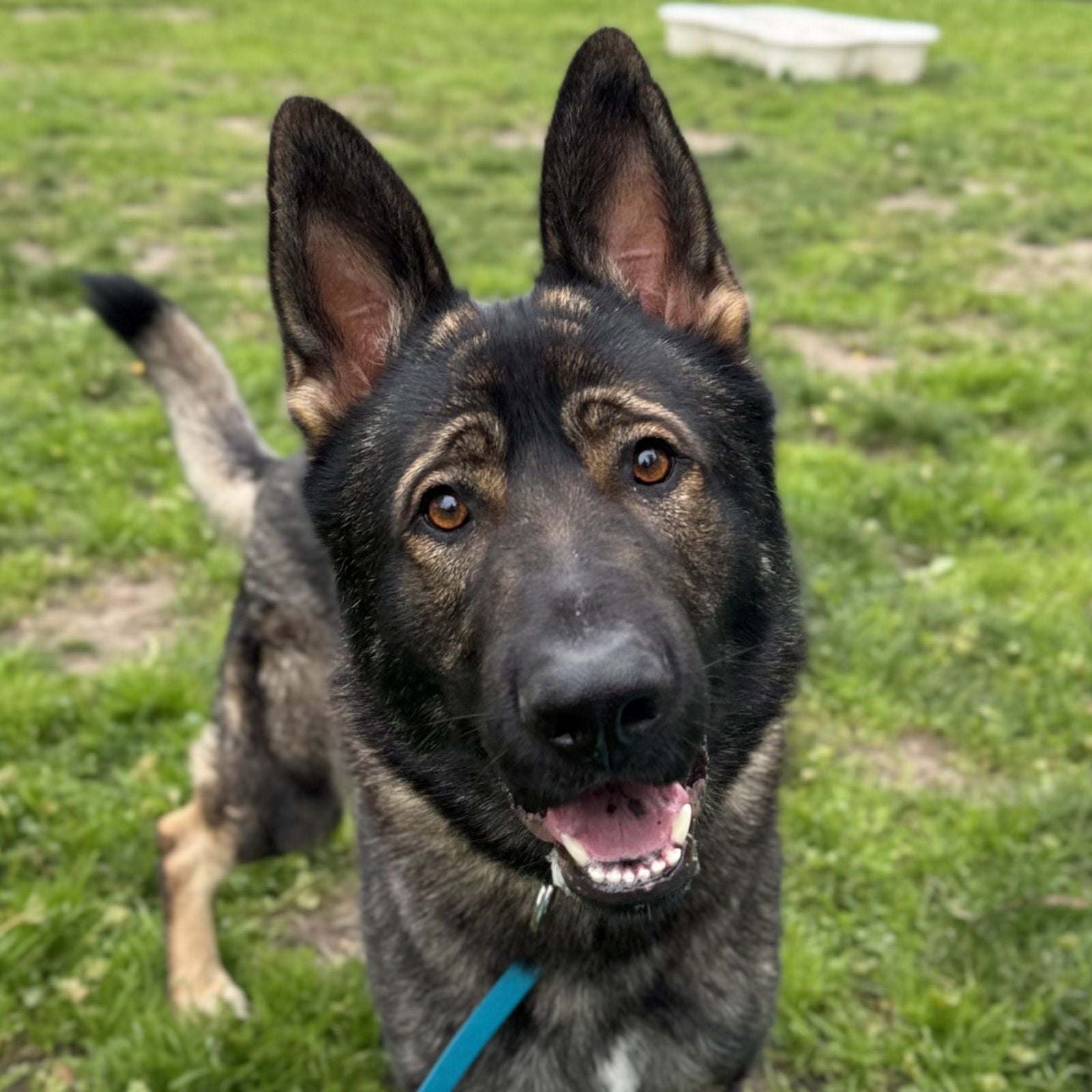 Harvey – German Shepherd Mix, Energetic Young Man, Could You Be His ...