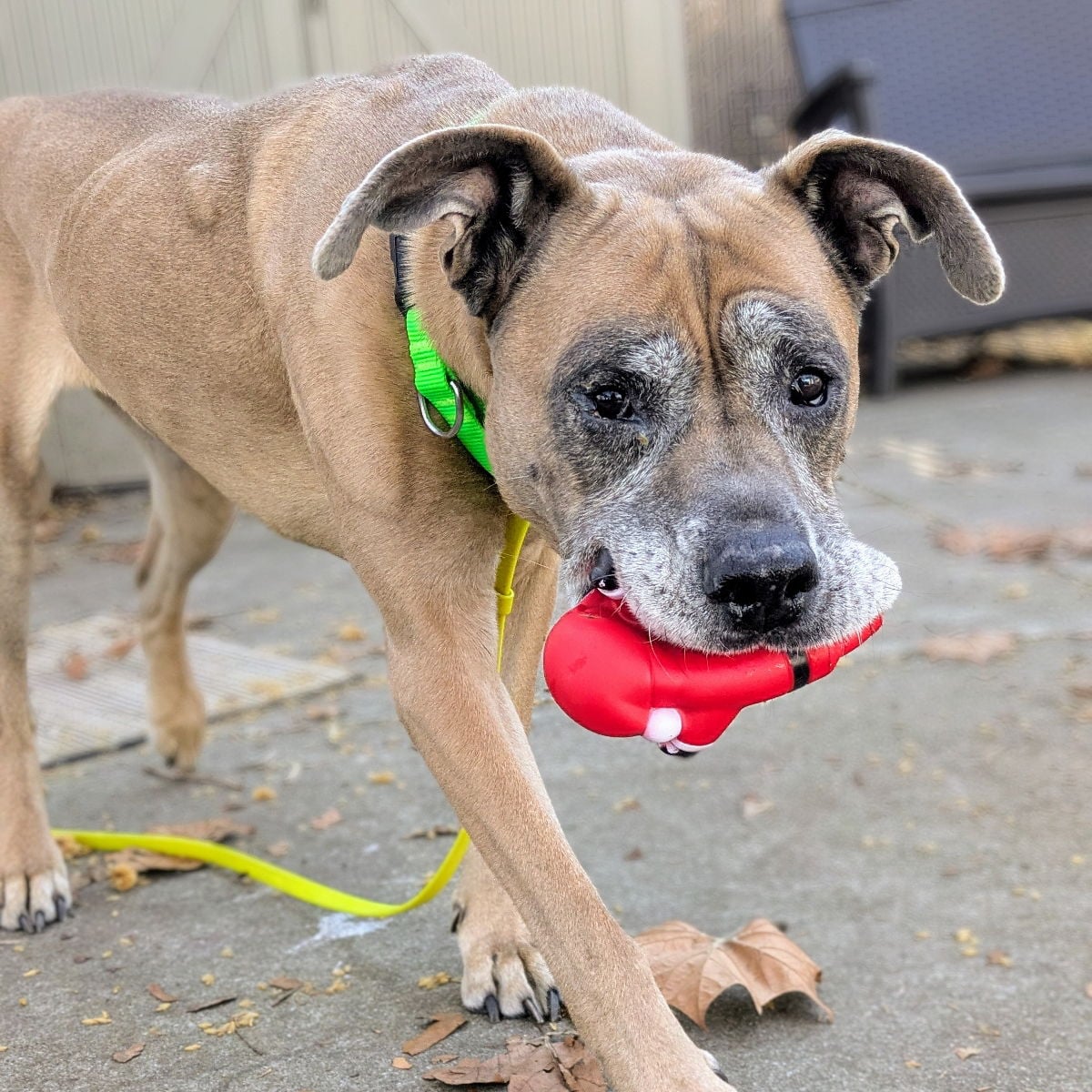 Molly – Sweet Senior and Gentle Boxer/Pittie Mix Looking for a Calm ...
