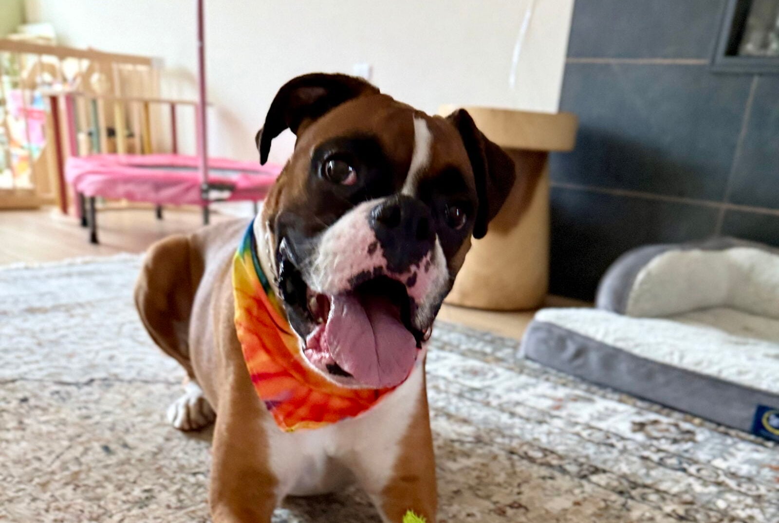 Thorpe – Fun-Loving Boxer Boy Who Will Make You Smile - Rocky Kanaka