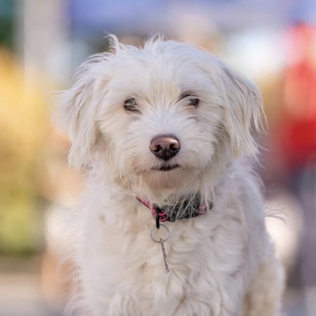 Jelly the Scruffy Mini Poodle Mix Is Slowly Finding Her Confidence ...