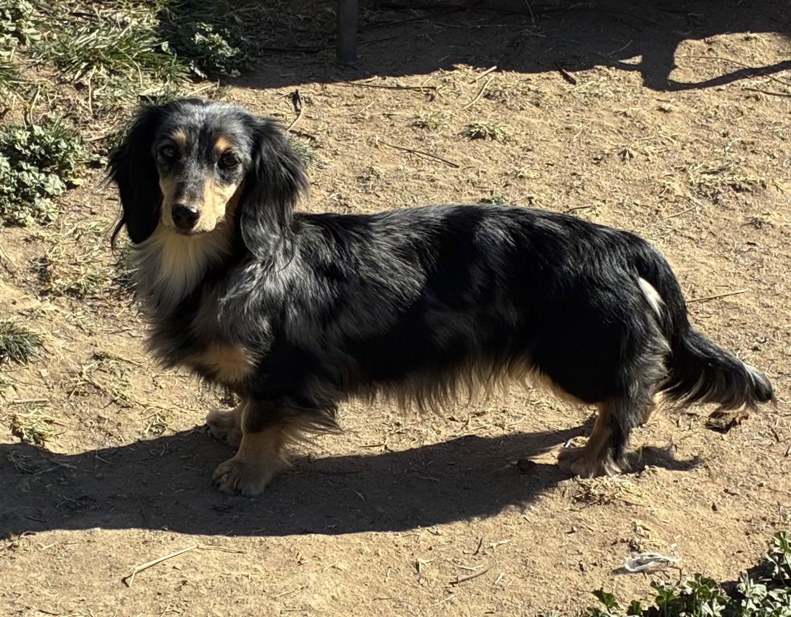 Cleo, Dachshund Mix Has A Gentle Soul Looking for a Calm, Loving Home ...
