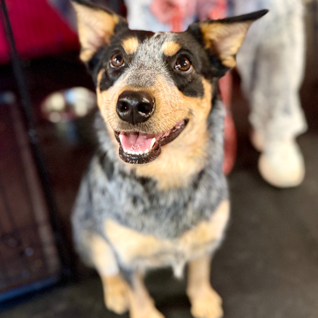Lainey, Australian Cattle Dog Mix With A Unique Coloring and Quirky ...