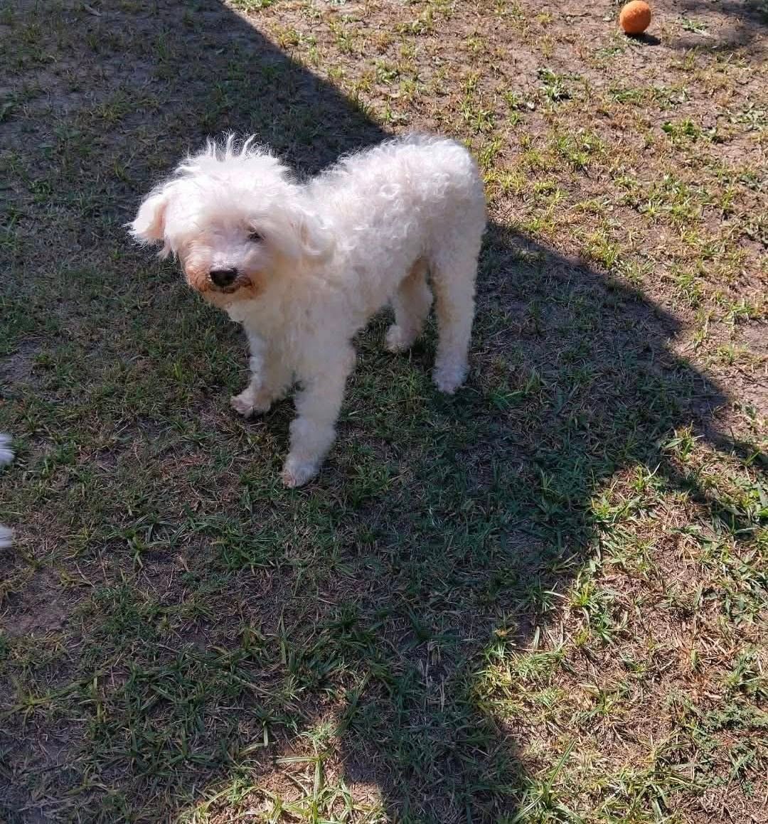 Mickey Joe, A Poodle Mix is A Senior Gentleman Looking For His Forever ...