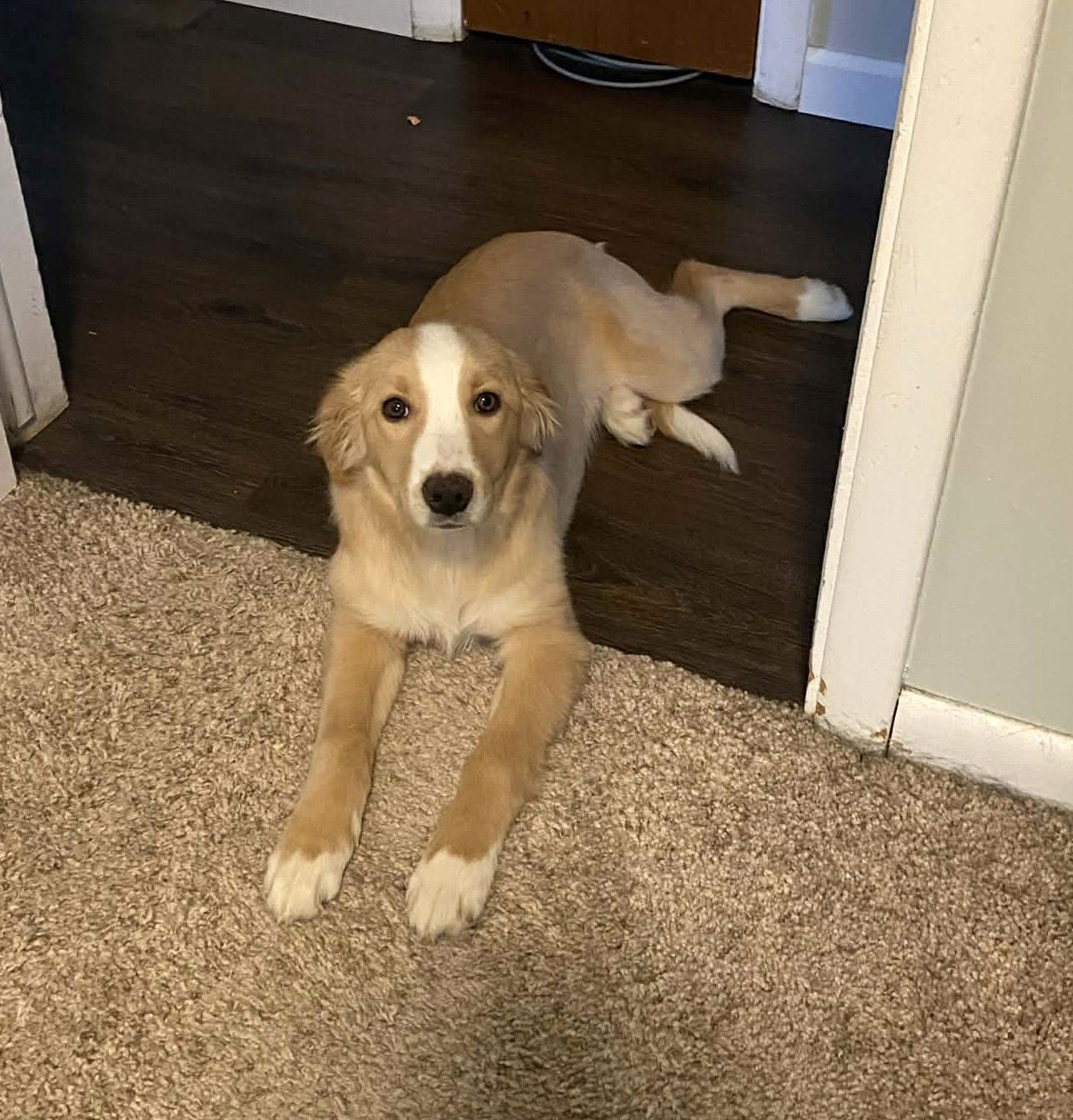 Born Into an Unplanned Litter, Stormy Is Ready for the Forever Home She ...