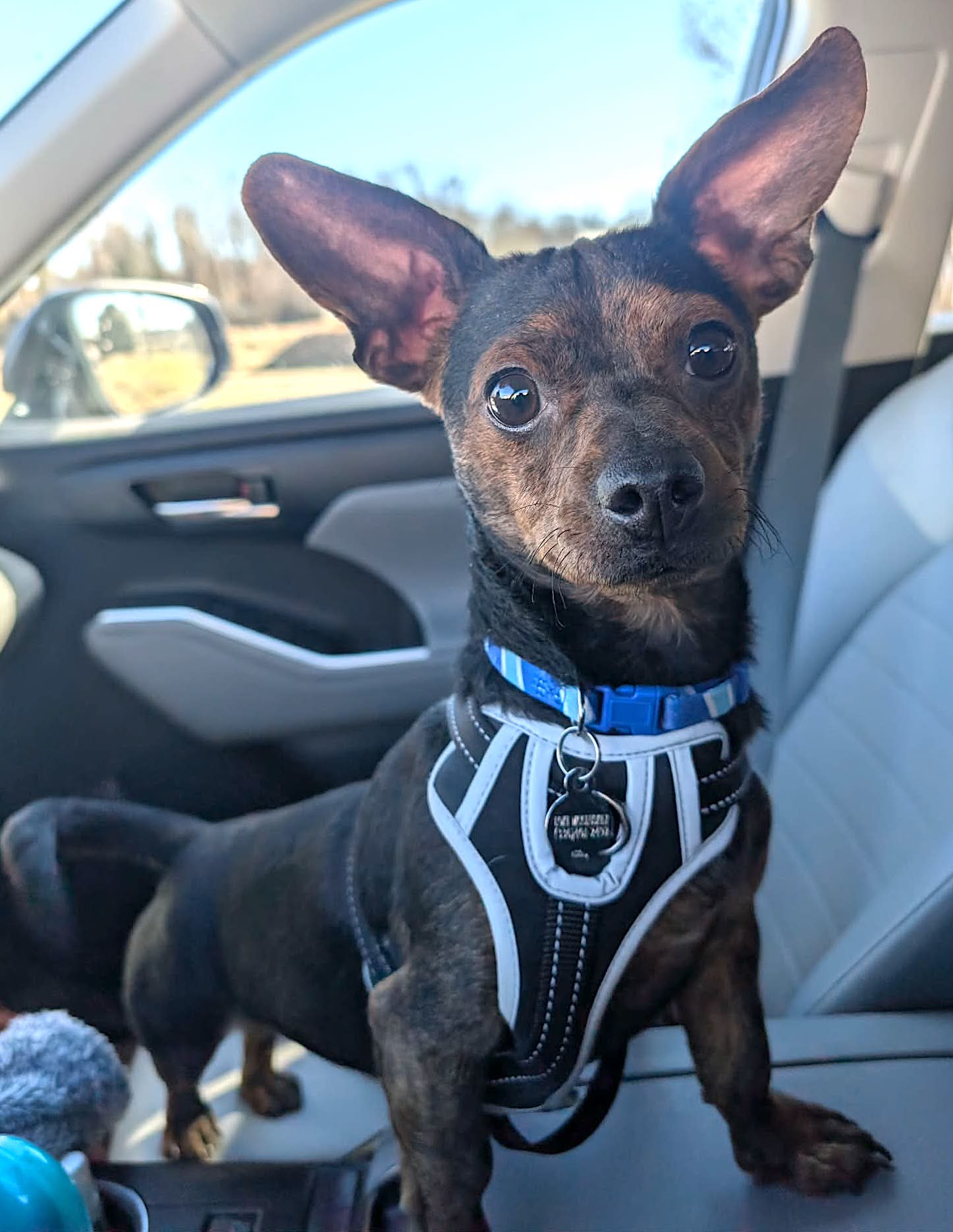 Rick, A Chihuahua Mix is A Playful and Affectionate Boy Looking For His ...