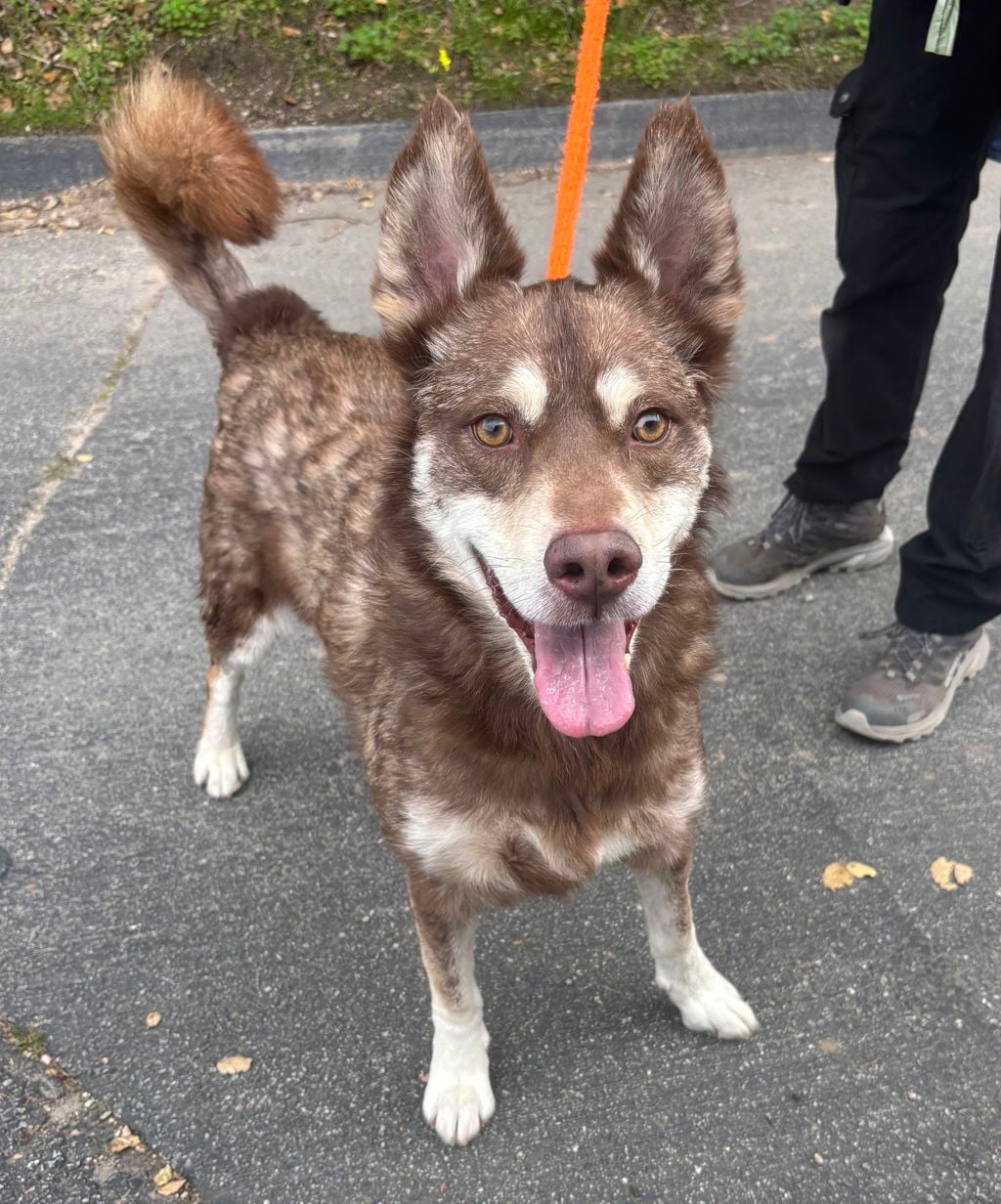 Benny – A Husky Mix is a Gentle Soul Ready to Share His Golden Years ...