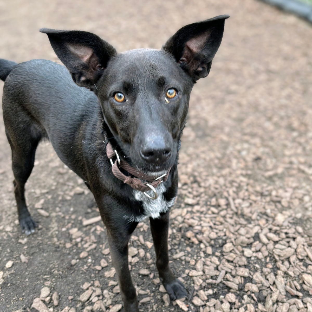 Bix Is Under 1 Year Old, Full of Chaos & Kisses—And Ready for a Home ...