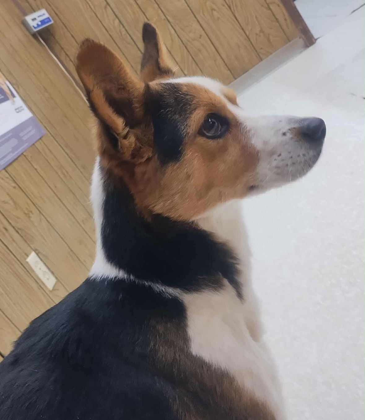 Calvin the Corgi Mix Needs a Lifeline From Texas—Could You Be His ...