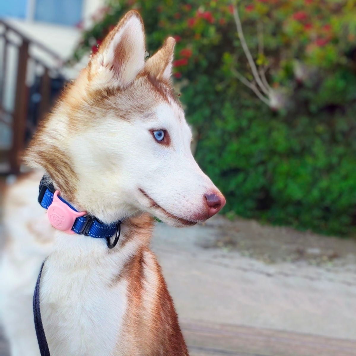 Popper the Husky Mix Puppy Is Full of Energy and Ready to Steal Your ...