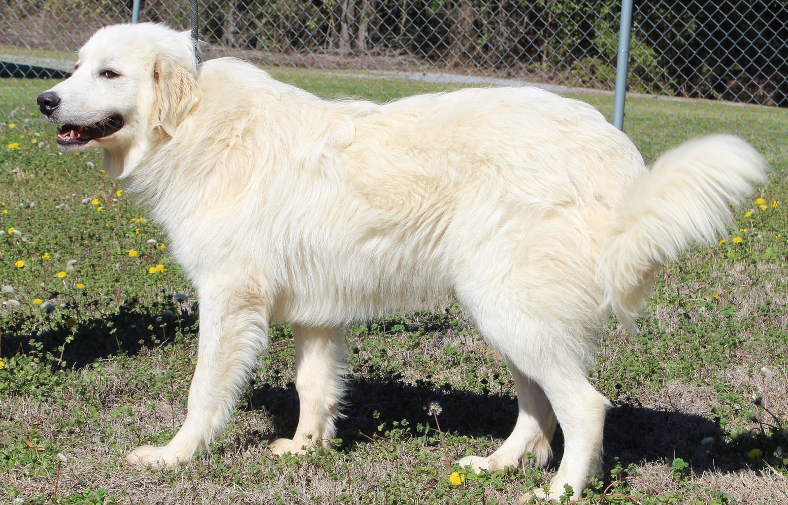 Casper the Great Pyrenees Was Found Wandering Alone—Could You Be the ...