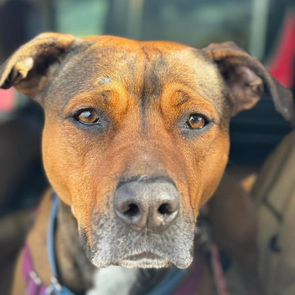 Ember Sweet and Cuddly Lady Ready to Fill Your Home with Joy and Warmth ...
